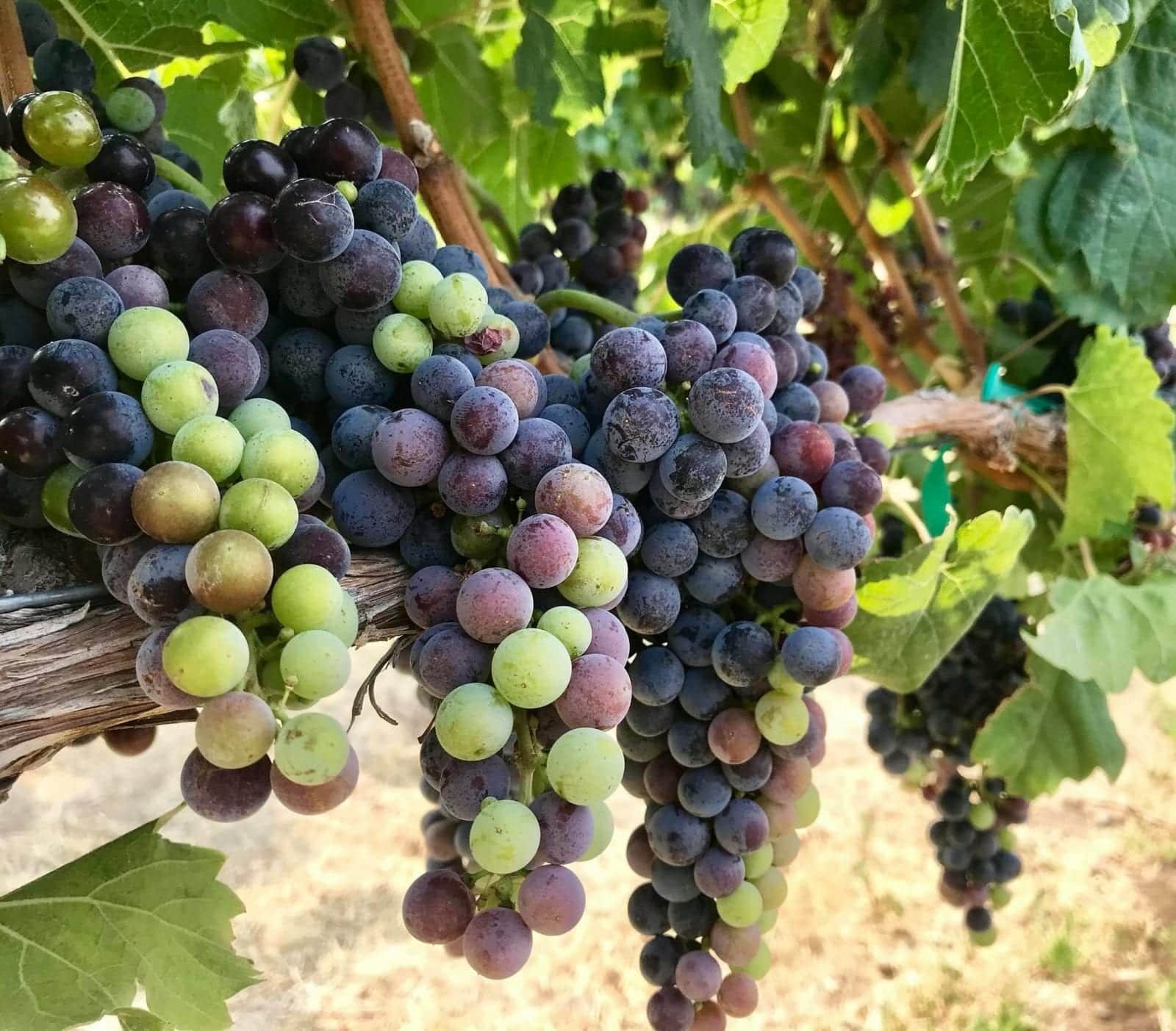 Discovering Wanderers Compass: Our Story