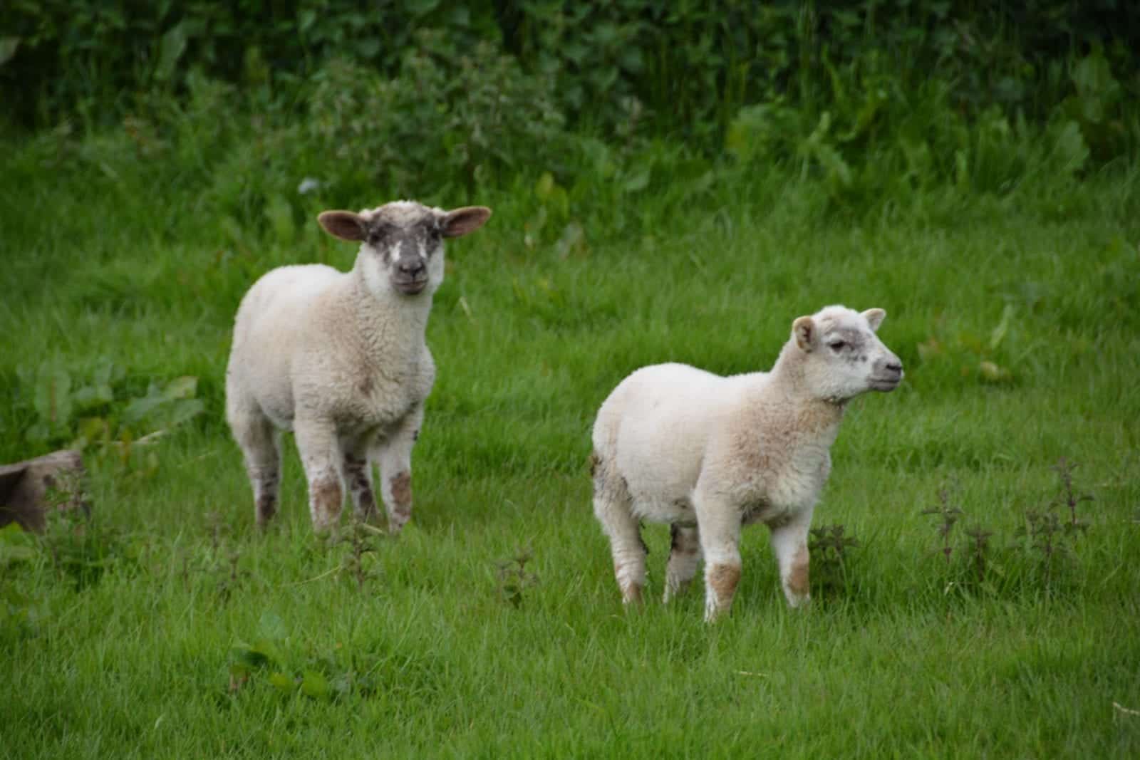 Discovering Wanderers Compass: Our Story