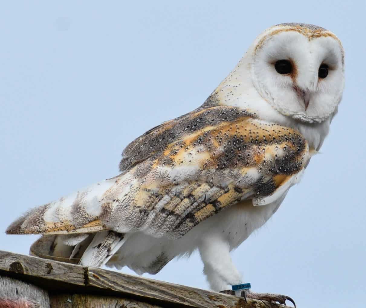 Discovering Wanderers Compass: Our Story