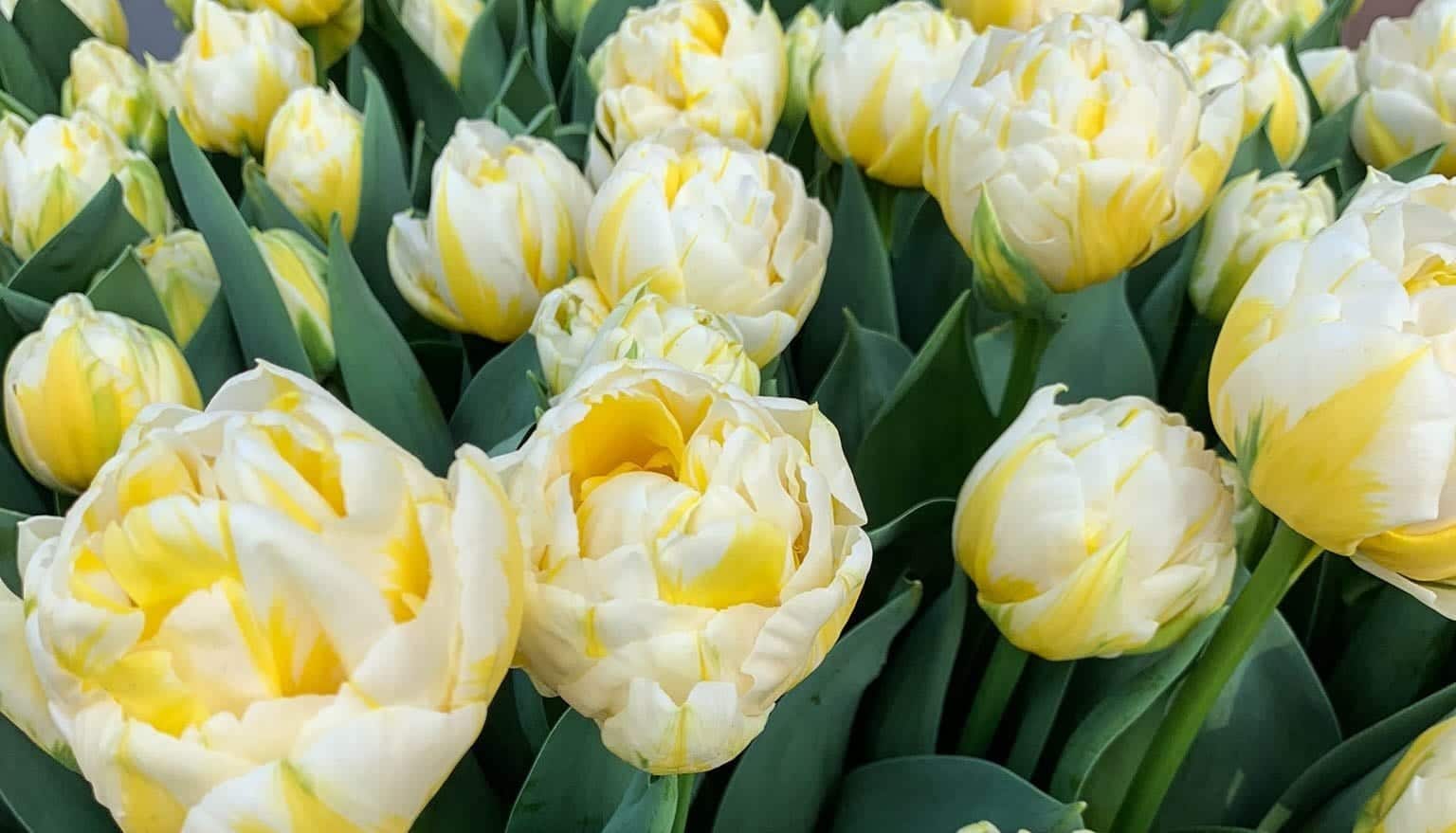 Wanderers Compass: Inspiring Independent Travel Adventures