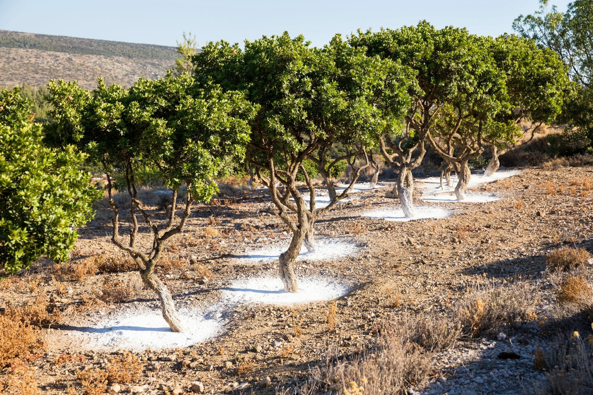 Mastiha: A Unique Herbal Spirit from Greece