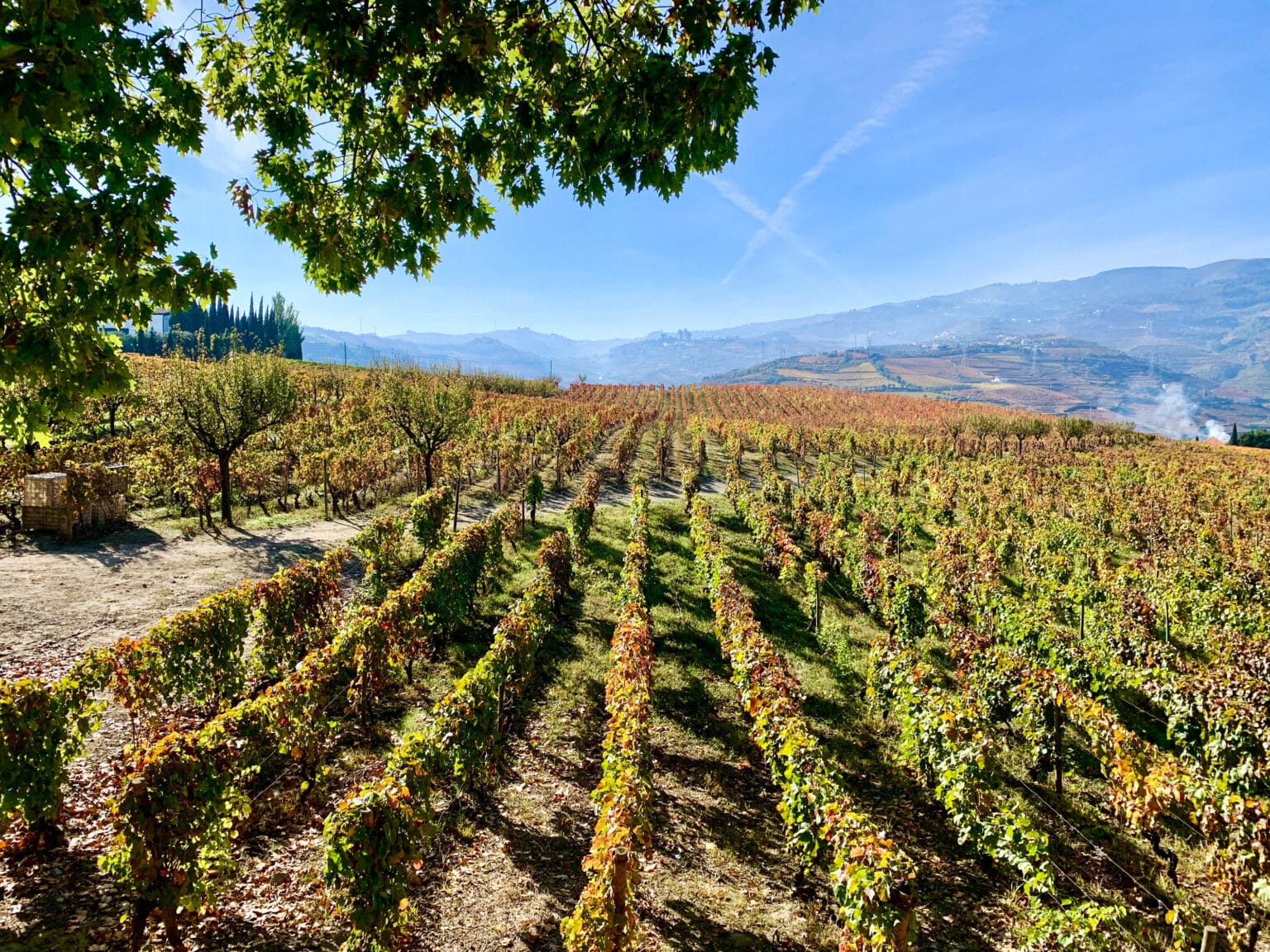 Douro Valley: Discover the Rich History and Culture