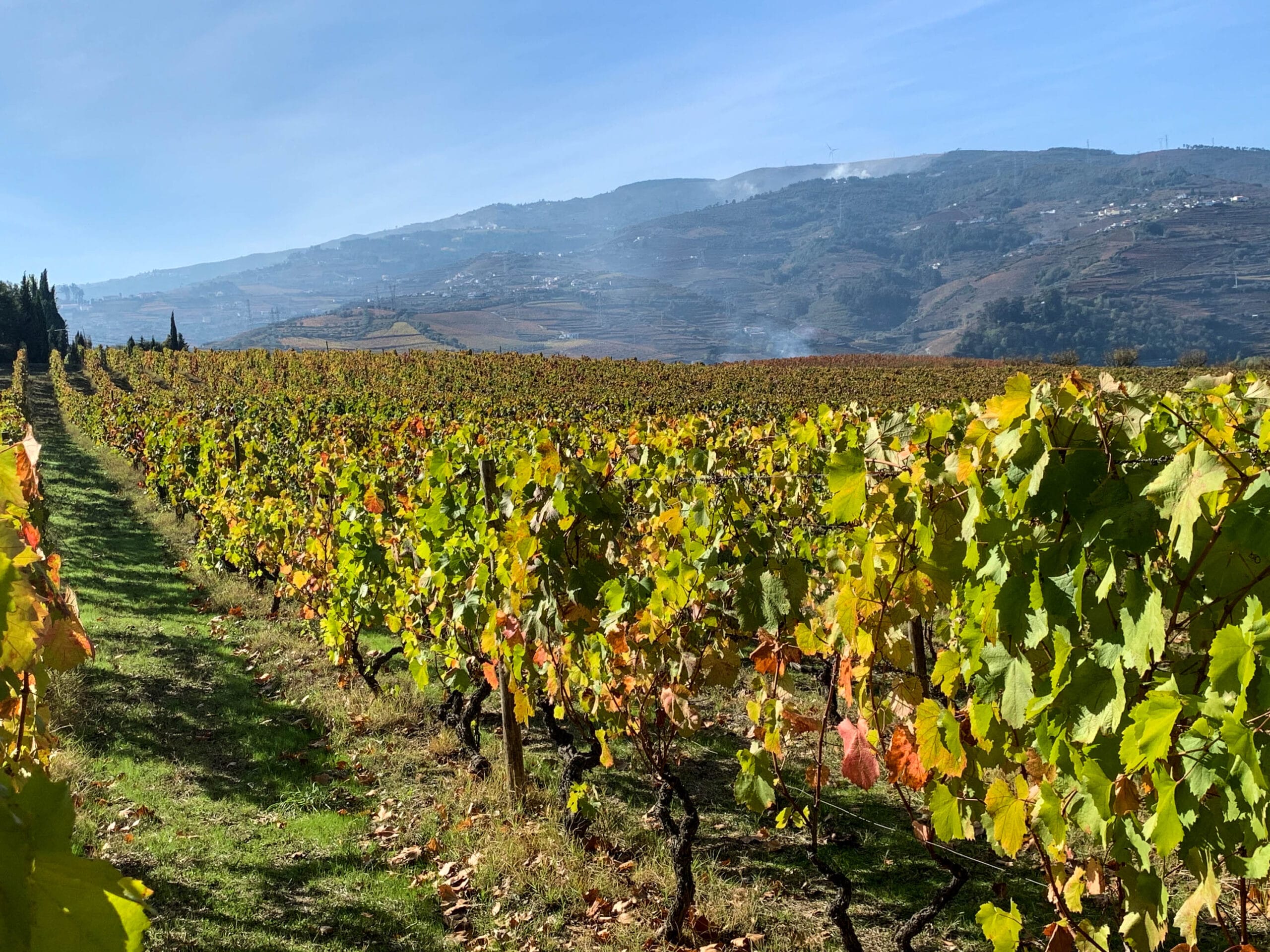 Douro Valley: Discover the Rich History and Culture